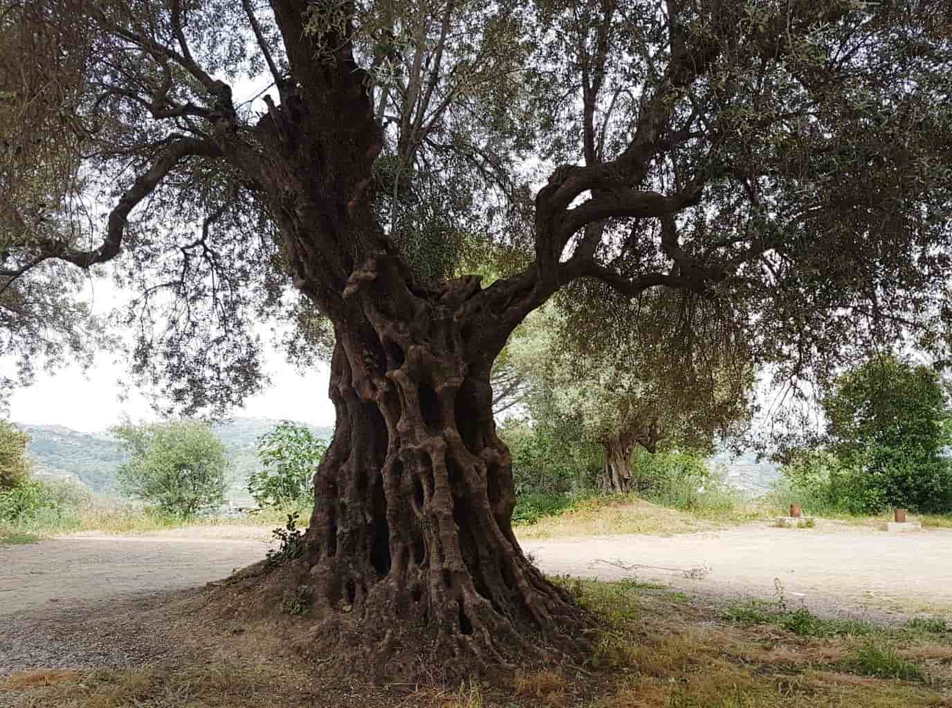 “Leucolea”, the historical white olive of Calabria – SMAF Ltd