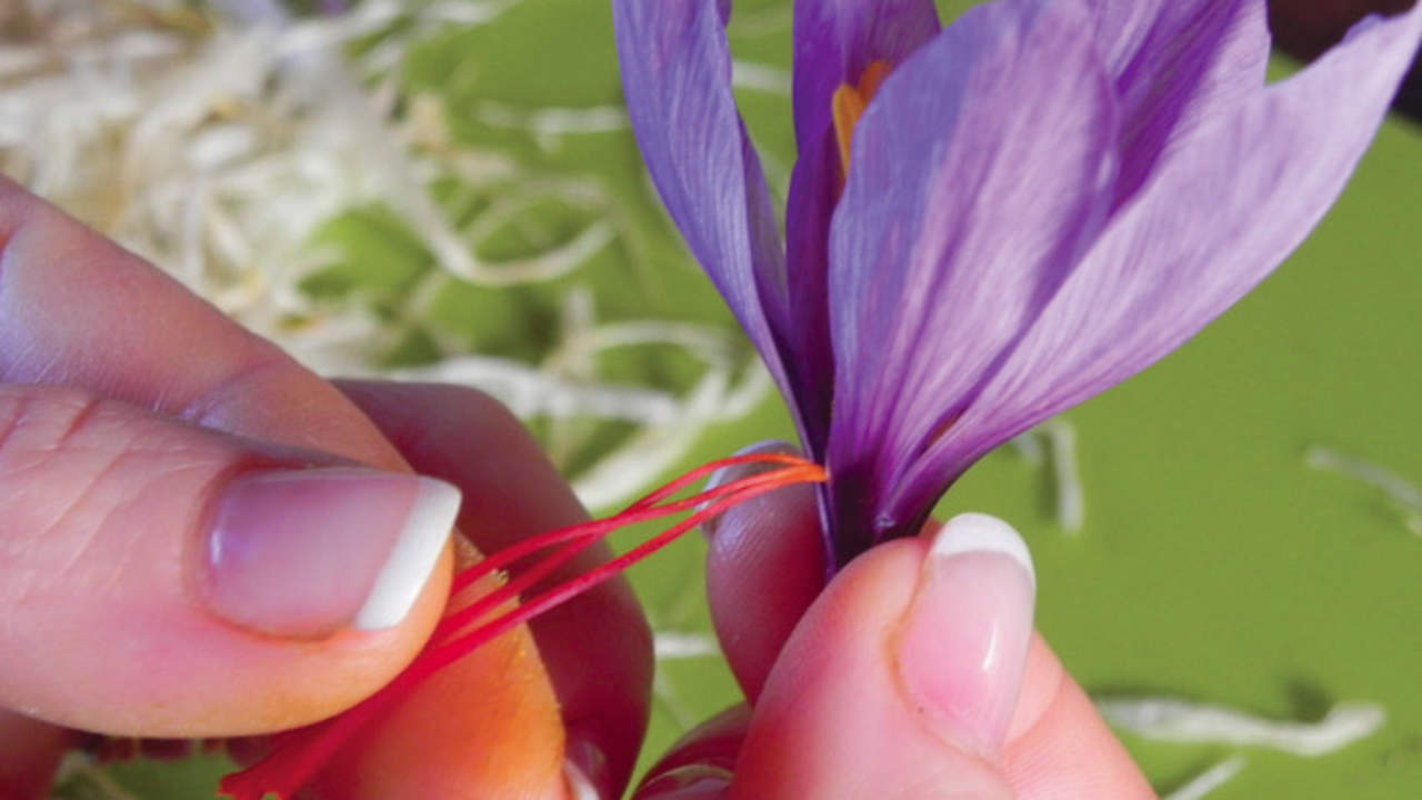 The red gold of Calabria: saffron, treasure of King Alaric – SMAF Ltd